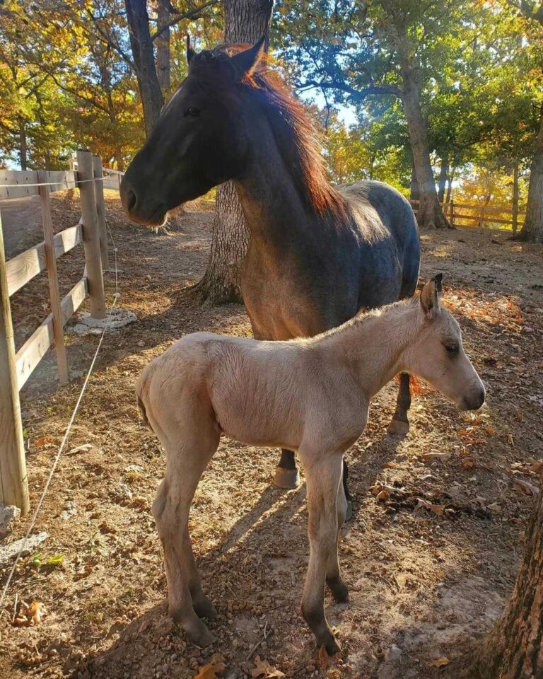 Horseback Riding – Spring Lake Ranch